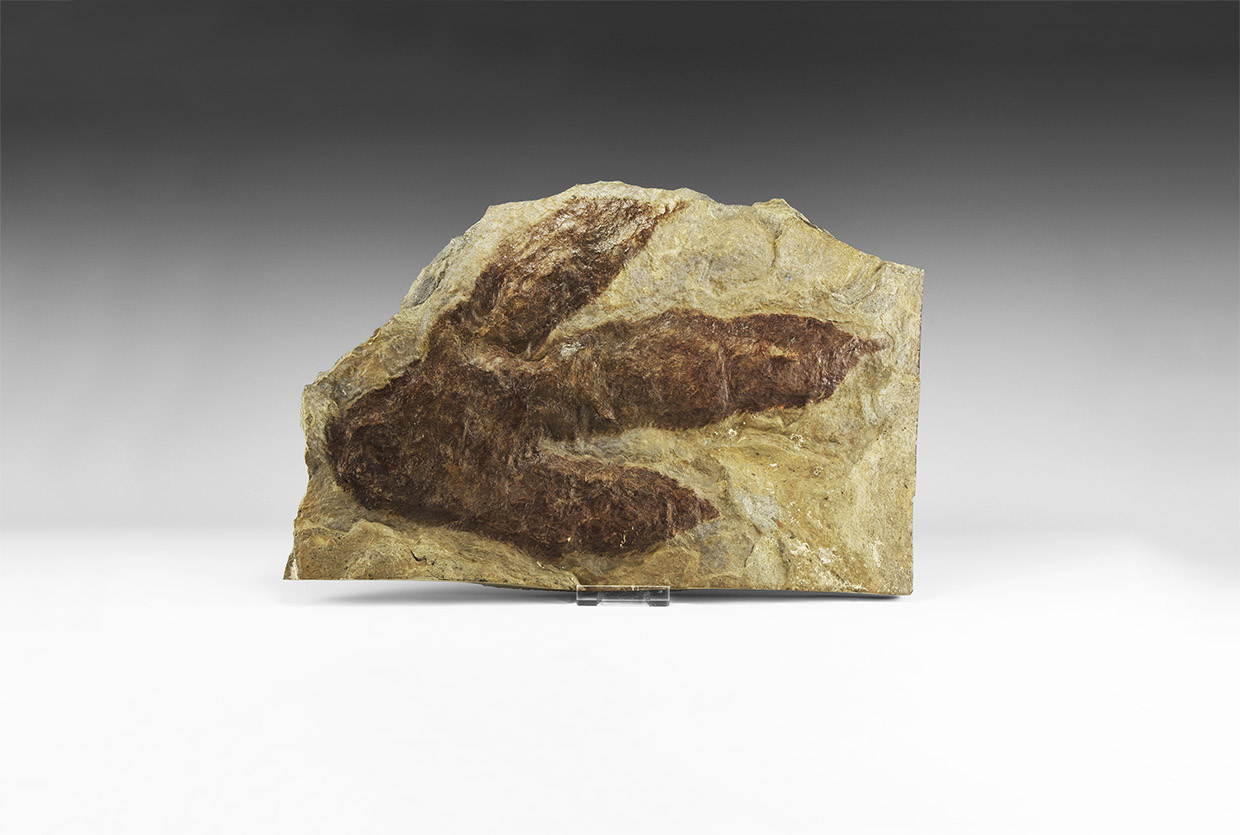 Natural History Large Dilophosaurus Dinosaur Footprint Auctions