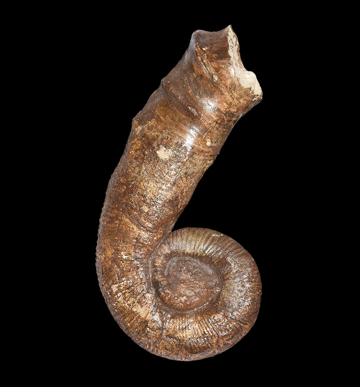 Uncoiled Ammonite - auctions & price archive